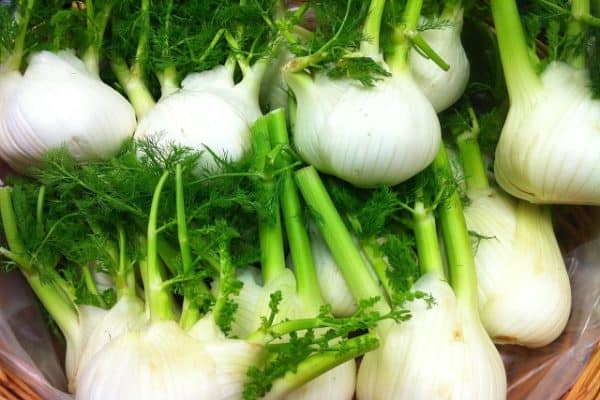 Fennel - Leons Fruit Shop